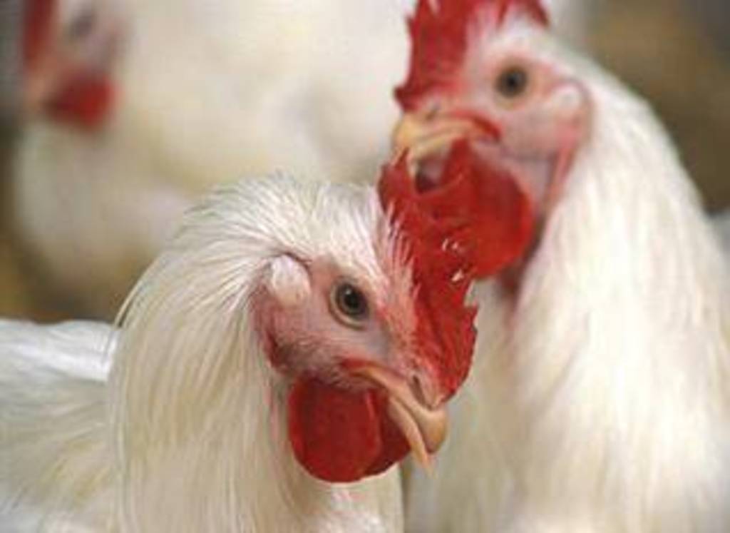 Saudi investor buys above 5% of Egypt Poultry - Mubasher Info