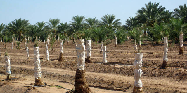 Egypt to build world’s biggest dates farm - Mubasher Info