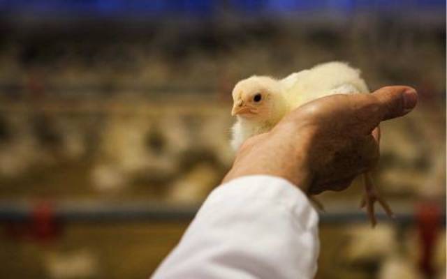Cairo Poultry files with EGX for stock split - Mubasher Info