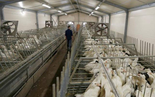 Dhofar Poultry Q4 profits rise 294% - Mubasher Info